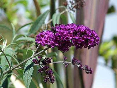 Budléia – Buddleja davidii: Curiosidade sobre a Planta