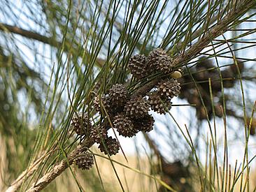 Casuarina – Casuarina equisetifolia: Curiosidade sobre a Planta