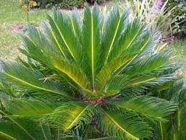 Cica – Cycas revoluta: Curiosidade sobre a Planta