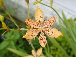 Flor-leopardo – Belamcanda chinensis: Curiosidade sobre a Planta
