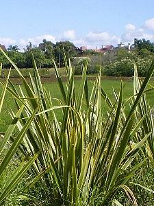 Fórmio – Phormium tenax: Curiosidade sobre a Planta